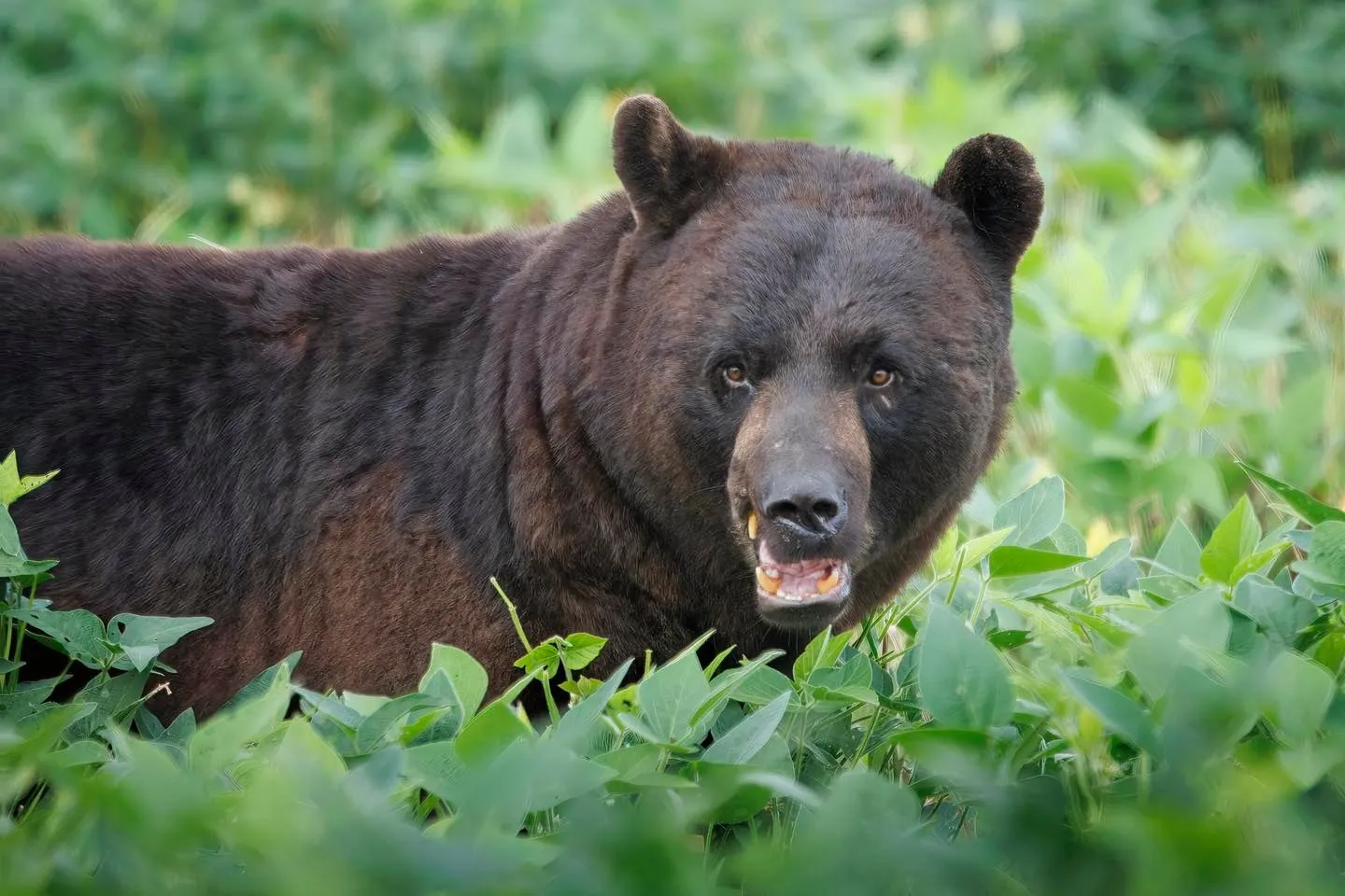 Photographing Bears & Wildlife Seminar | Plymouth NCBBF